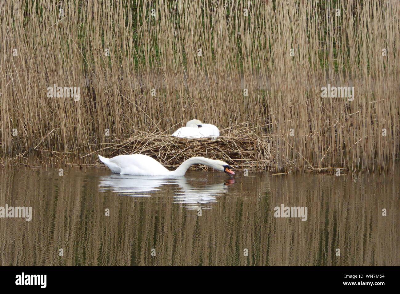Side view swan hi-res stock photography and images - Alamy