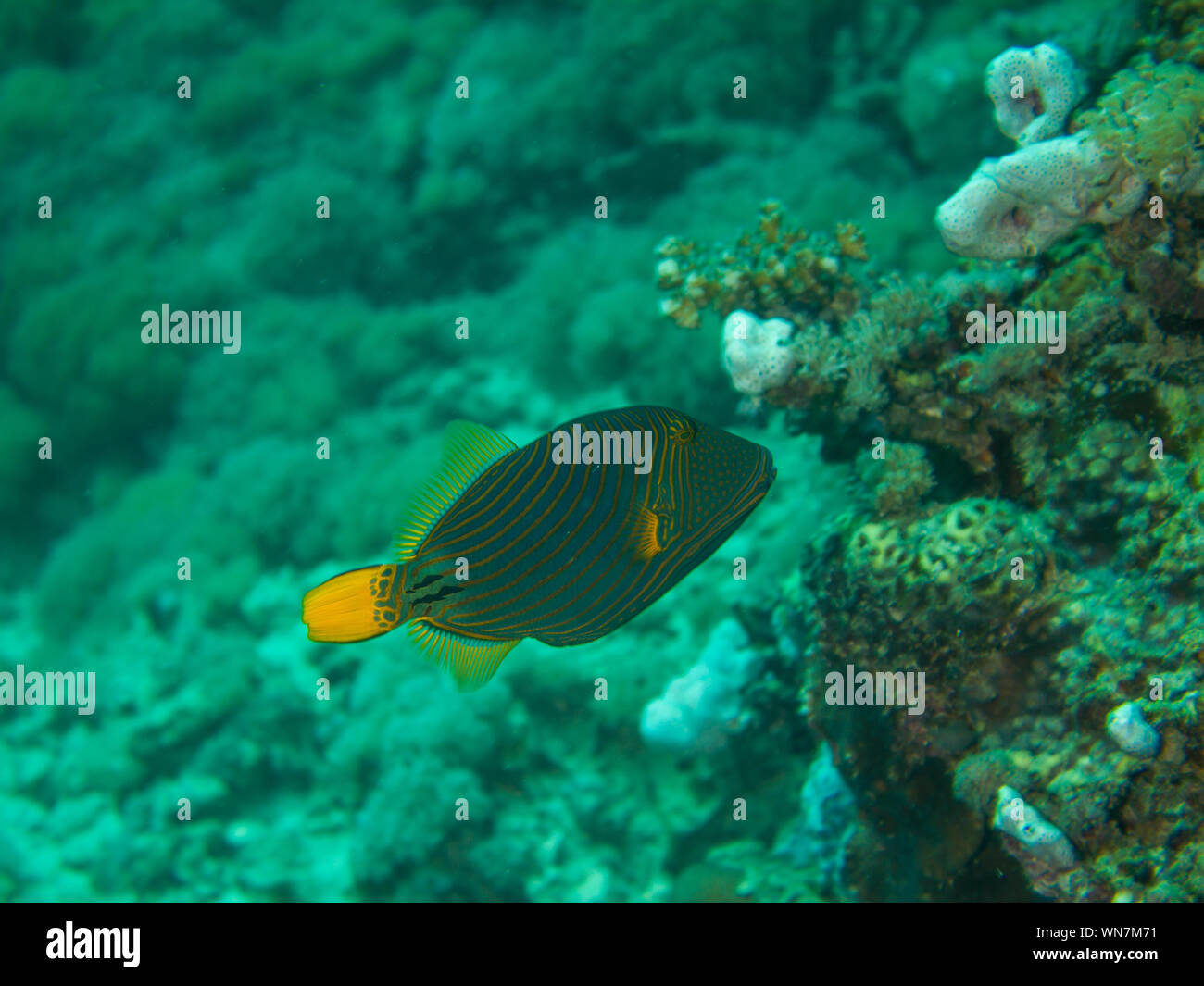 Orange Striped Trigger fish Stock Photo - Alamy