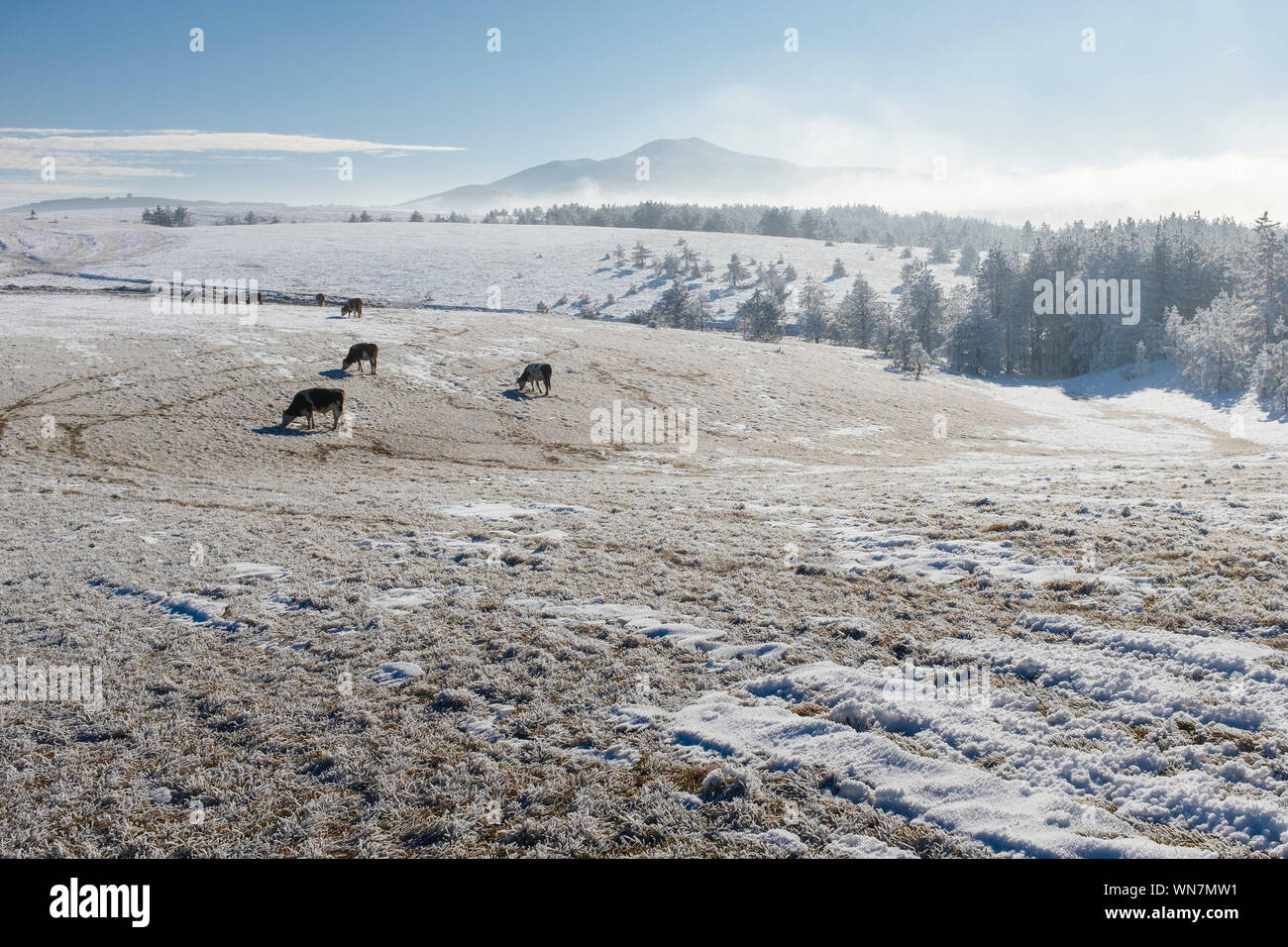 Landscape with mammals and animals with nature and sky hi-res stock ...