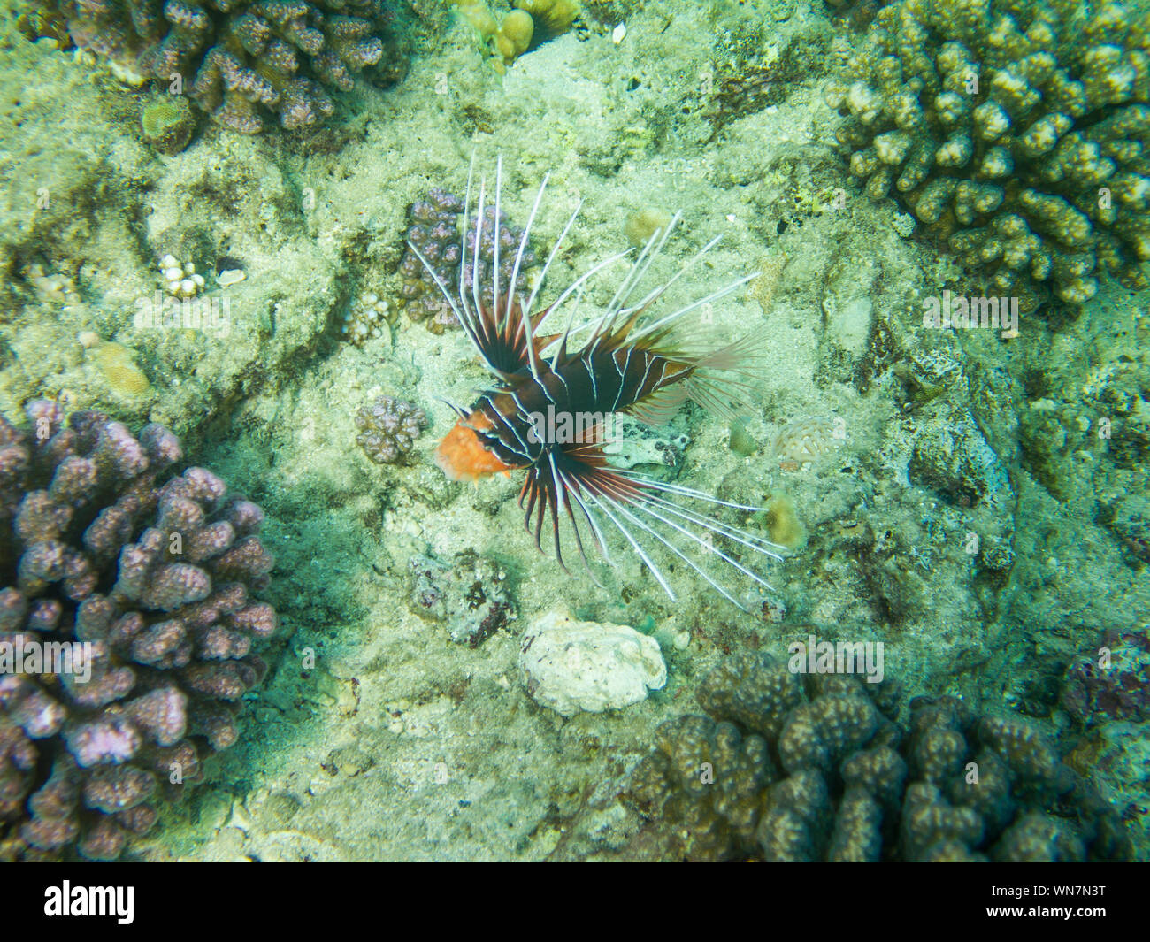 Clear Fin Lion Fish in the Red Sea Stock Photo - Alamy
