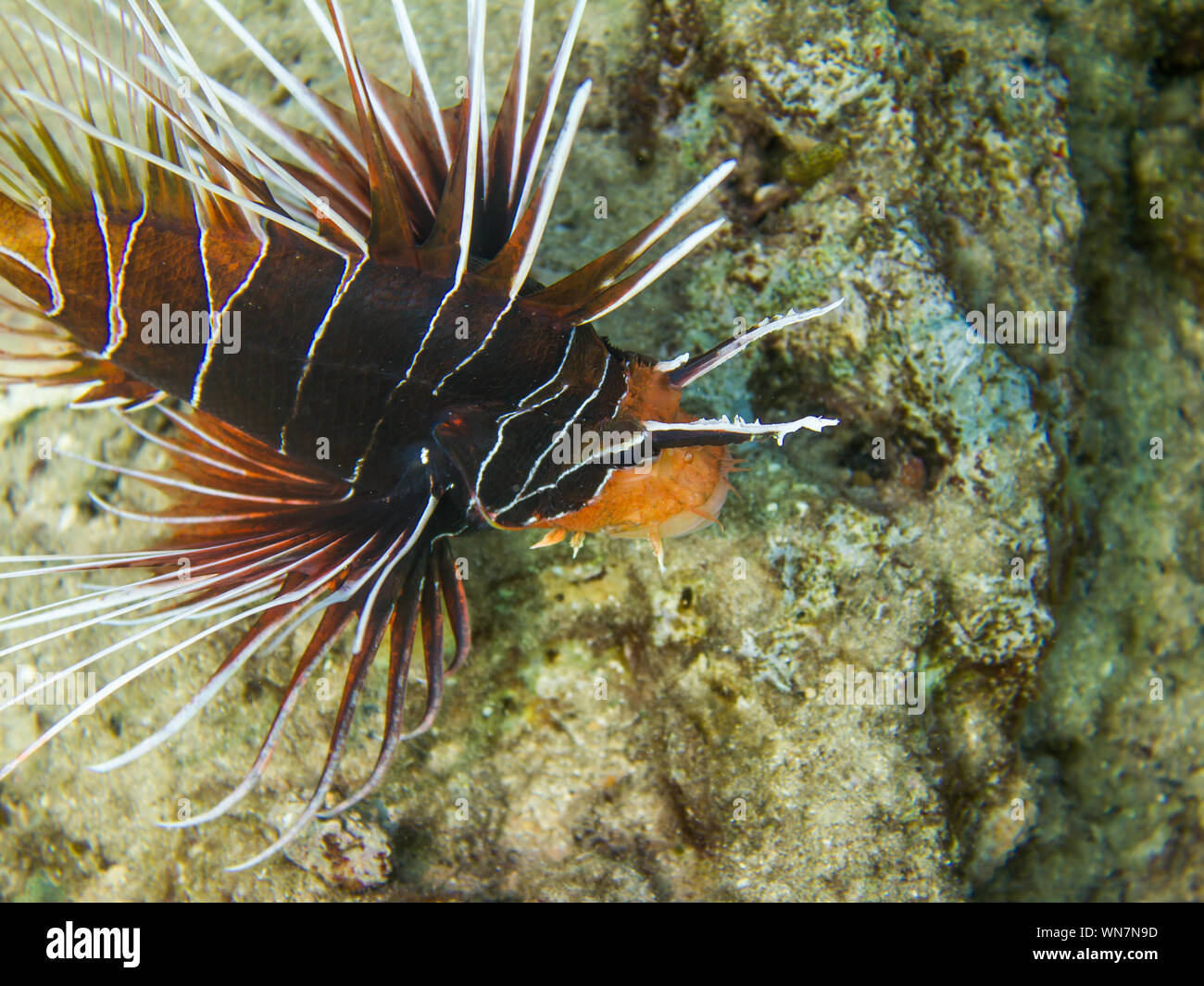 Clear Fin Lion Fish in the Red Sea Stock Photo - Alamy