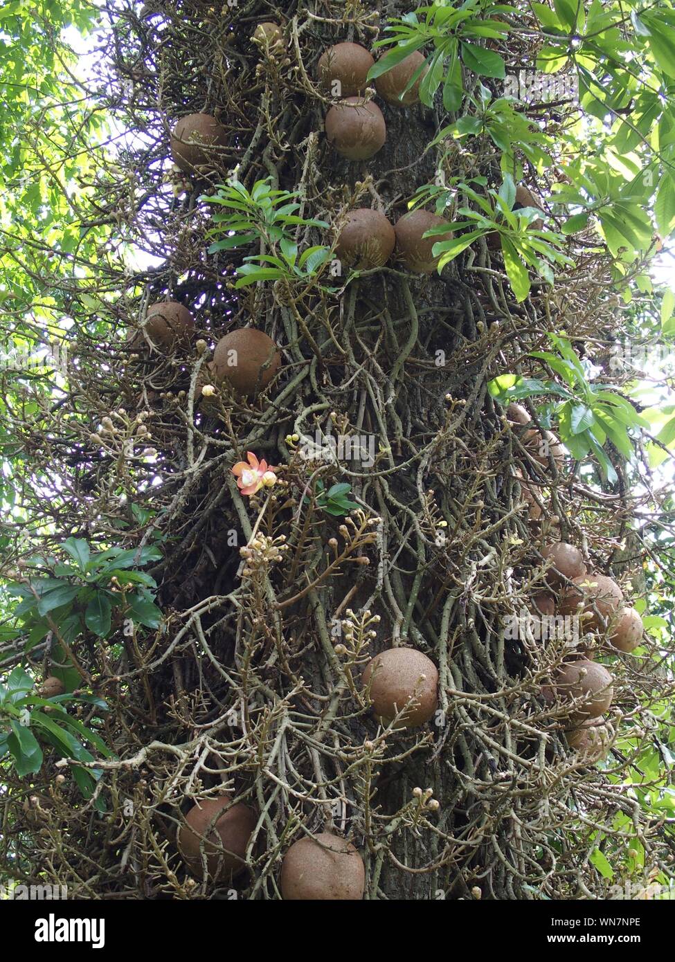 Cannonball tree hi-res stock photography and images - Alamy