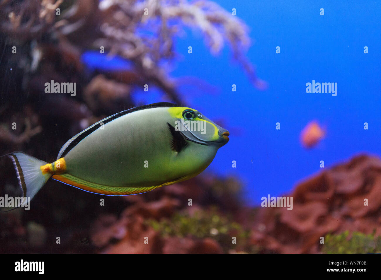 Tang Fish High Resolution Stock Photography and Images - Alamy