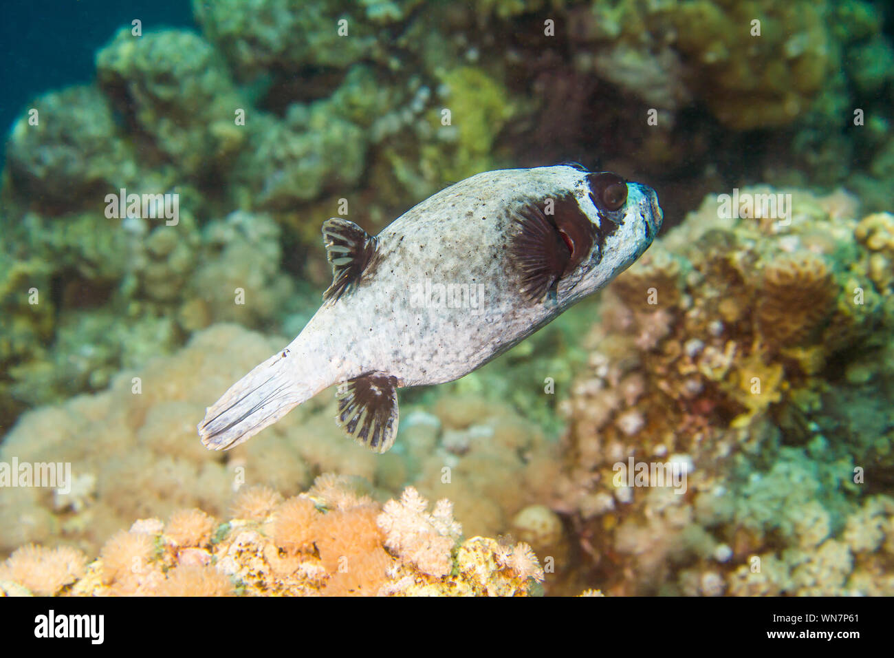 Masked Puffer Fish Stock Photo - Alamy