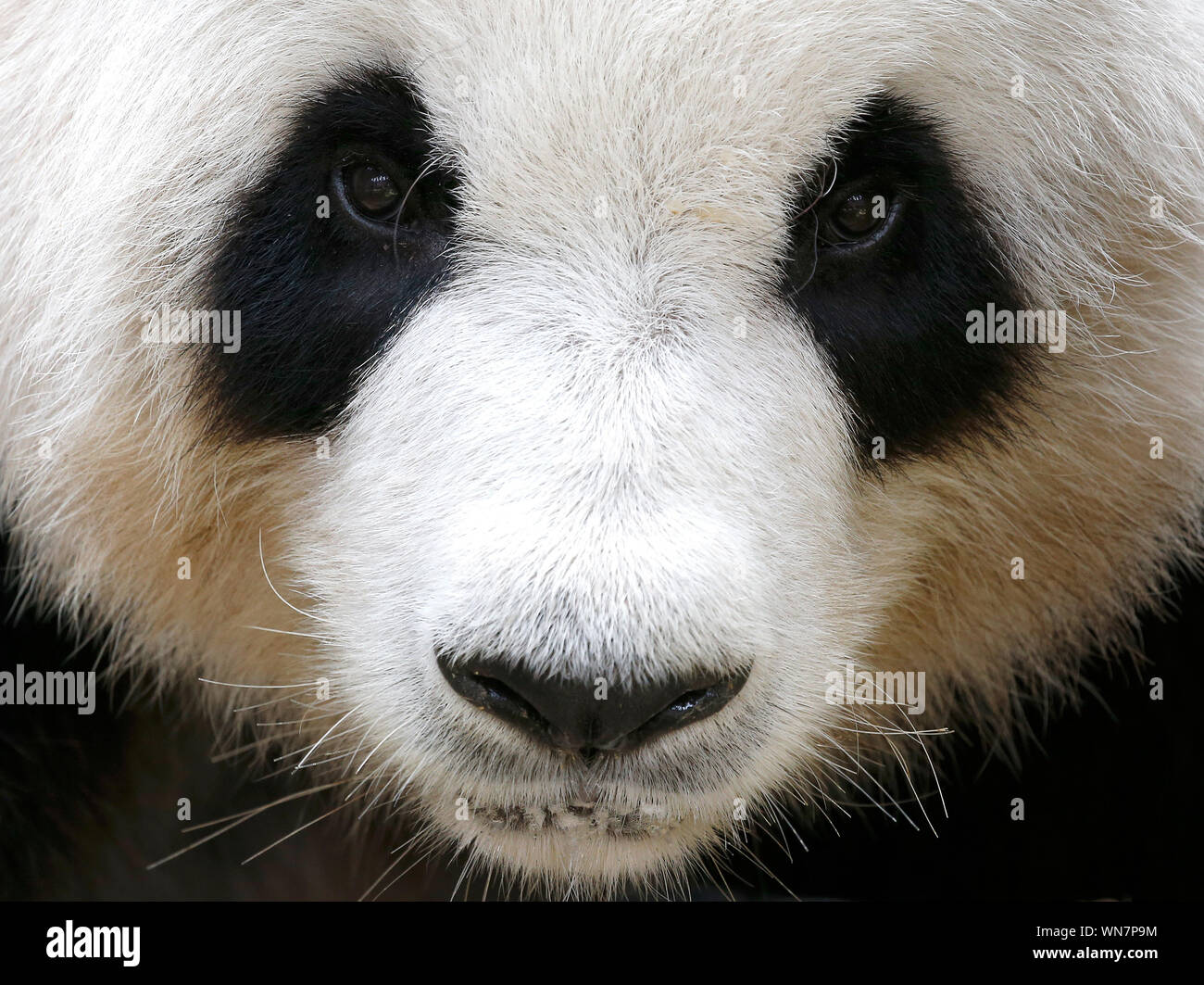 Panda Eye Close High Resolution Stock Photography and Images - Alamy