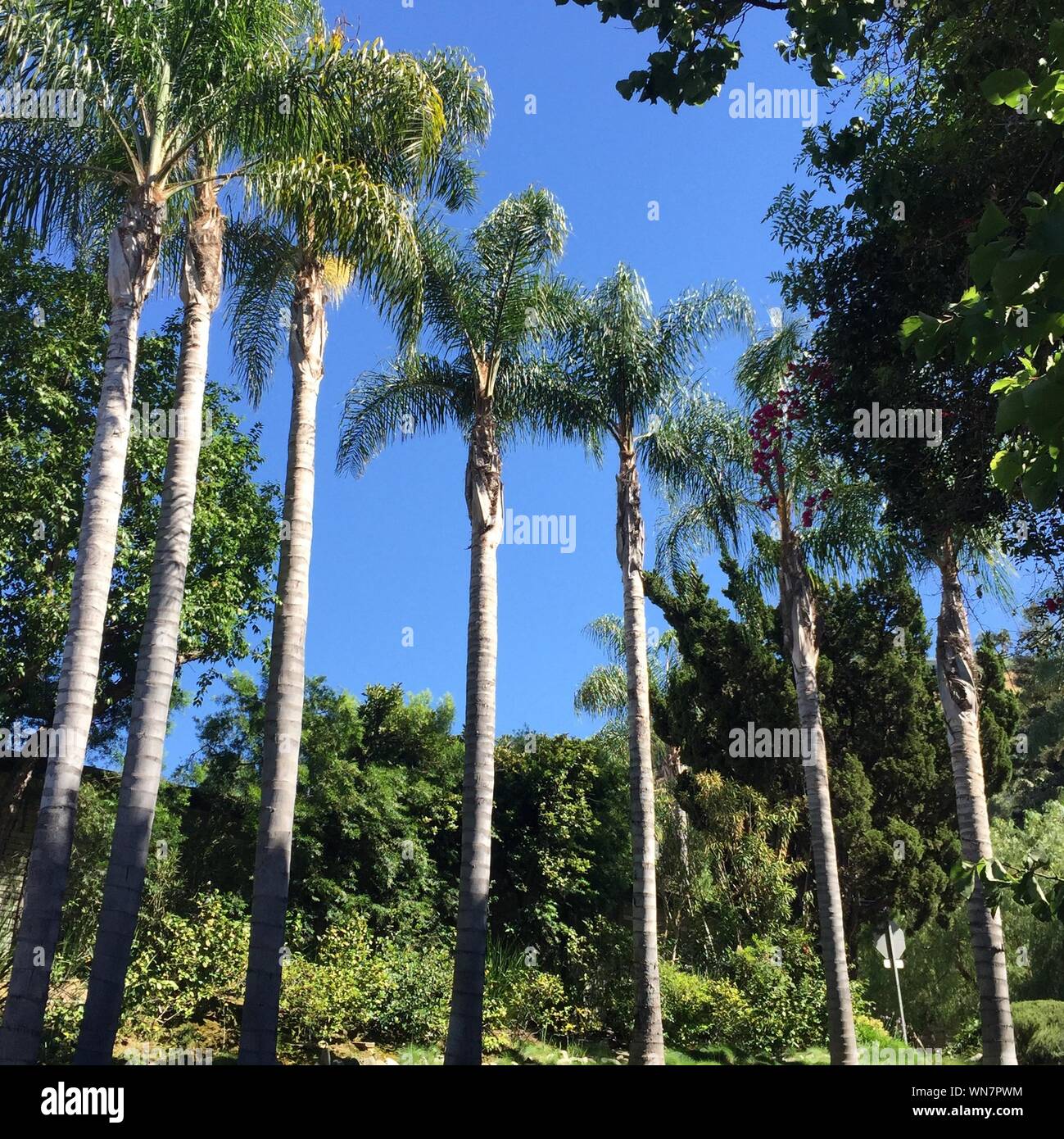 Under a palm grove hi-res stock photography and images - Alamy