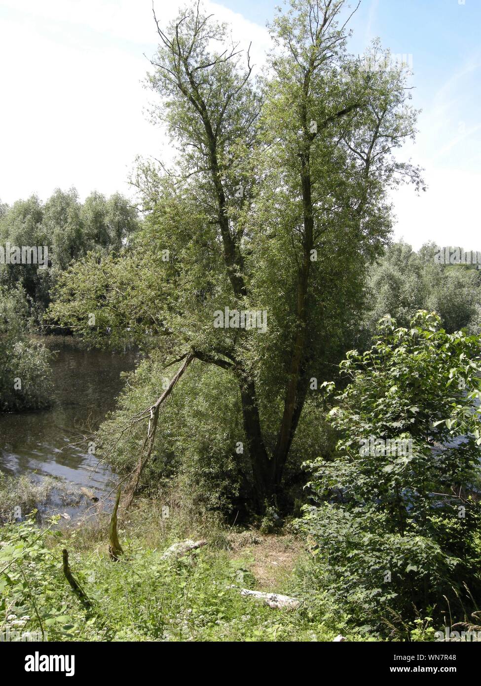 Tree next to water High Resolution Stock Photography and Images - Alamy