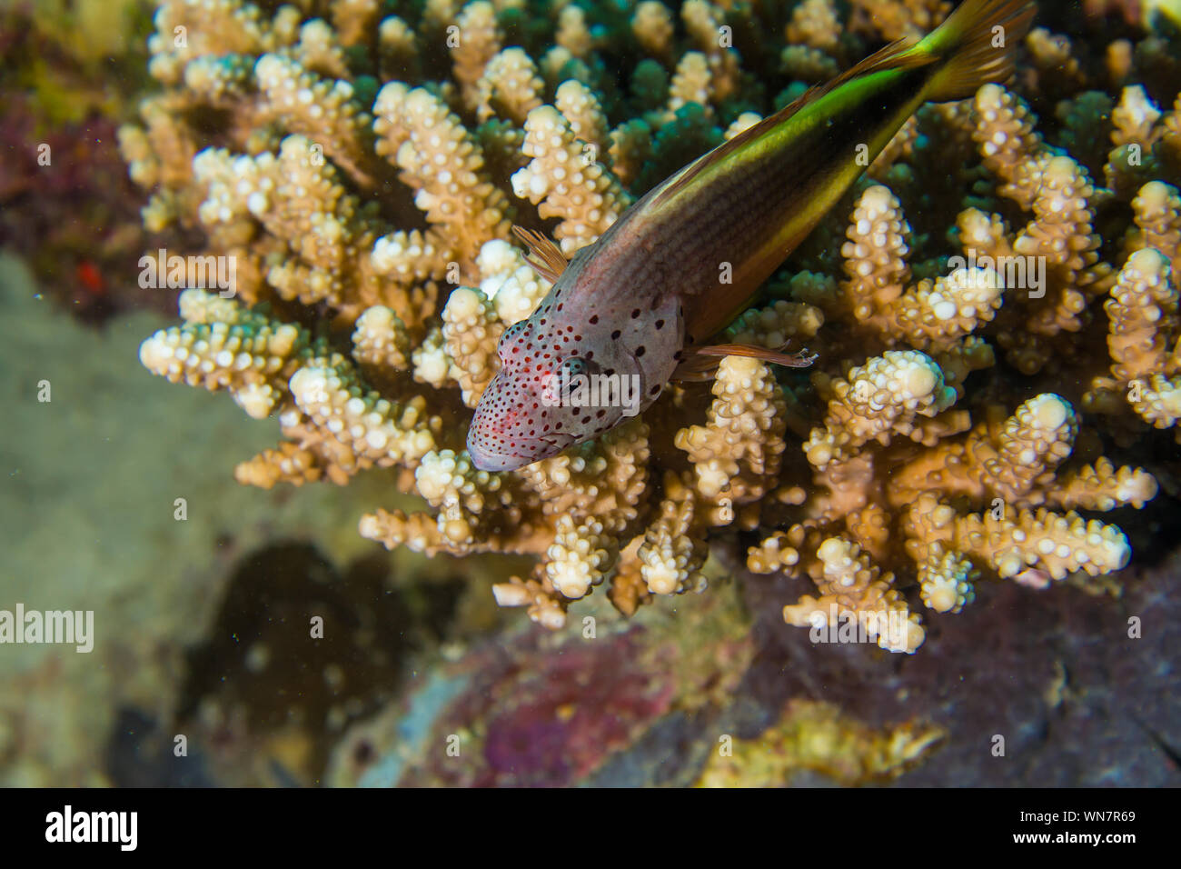 Freckled Hawk Fish Stock Photo - Alamy