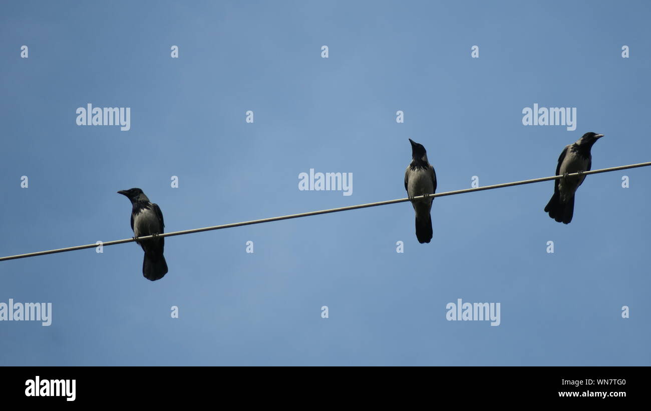 Blue sky with crows hi-res stock photography and images - Alamy
