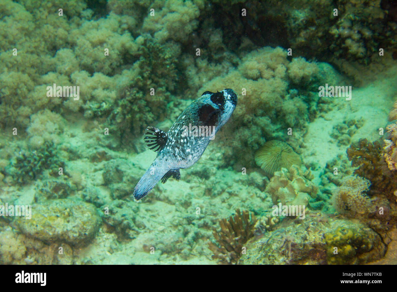 Masked Puffer Fish Stock Photo - Alamy