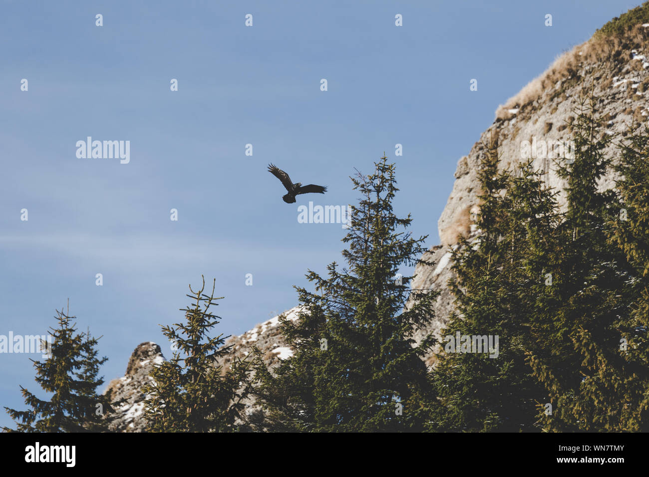 Eagle Flying Mountain High Resolution Stock Photography and Images - Alamy