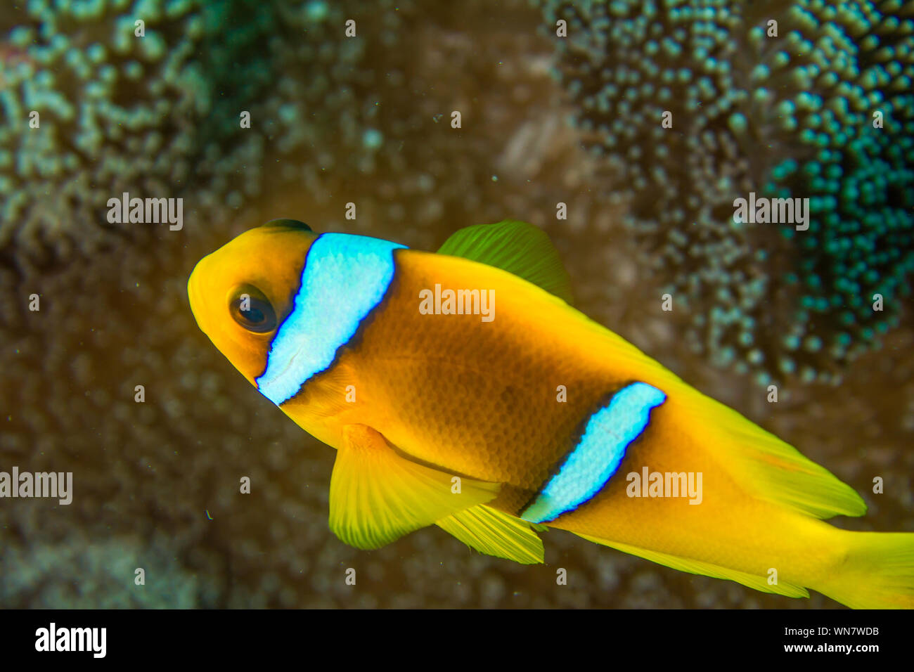 Red Sea Anemone fish Stock Photo - Alamy