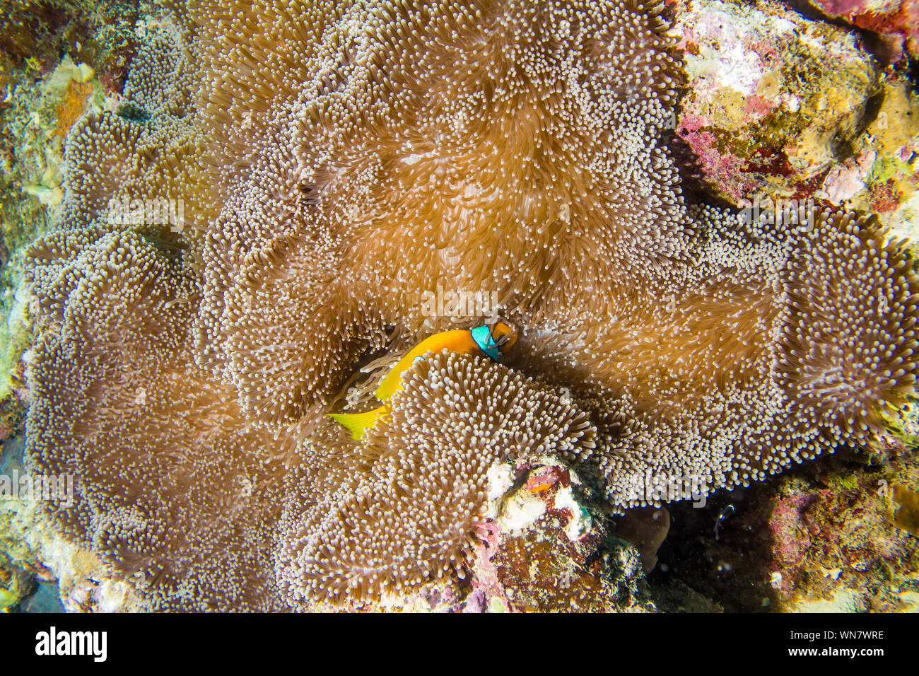Red Sea Anemone fish Stock Photo - Alamy