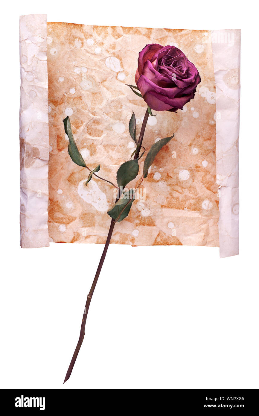 One burgundy rose flower on painted crumpled aged paper background ...
