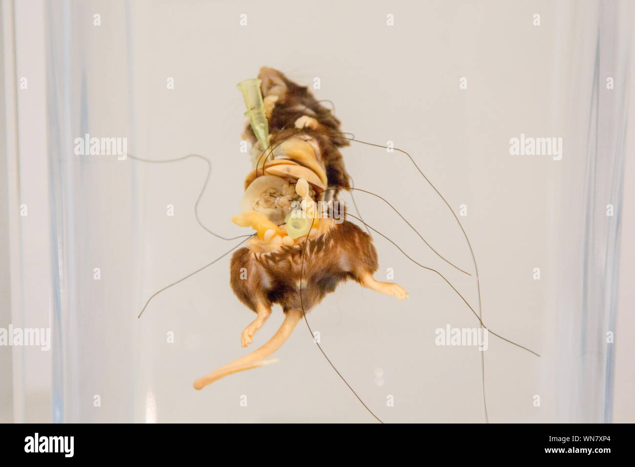 Dead Brown Rat High Resolution Stock Photography and Images - Alamy