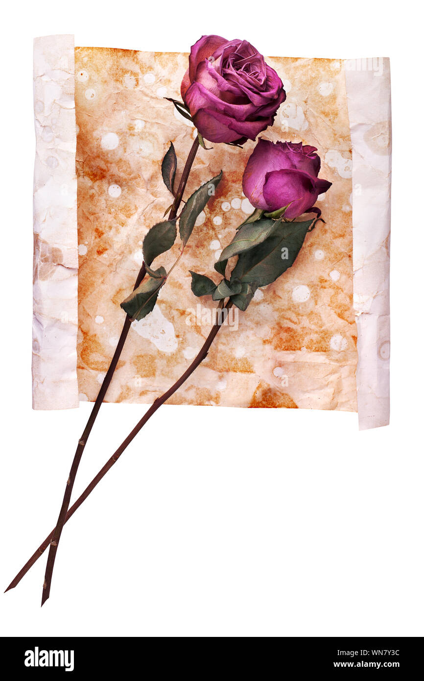 Two burgundy rose flowers on painted crumpled aged paper background ...
