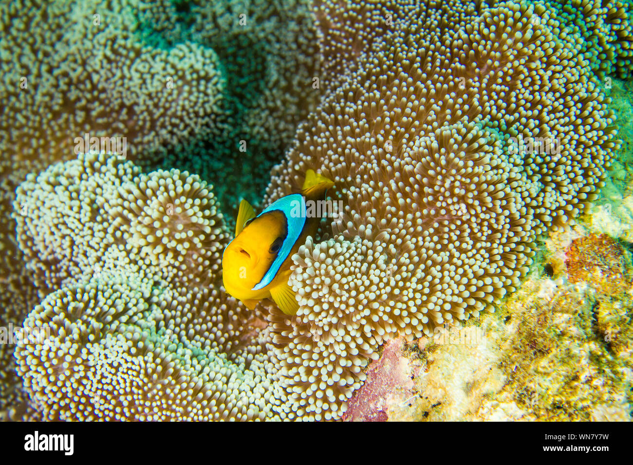 Red Sea Anemone fish Stock Photo - Alamy