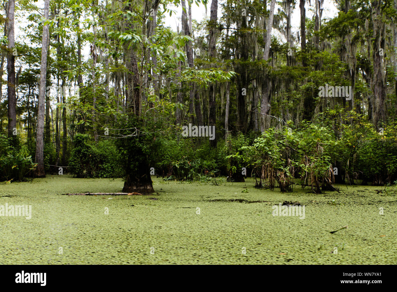 Algae in swamp hi-res stock photography and images - Alamy