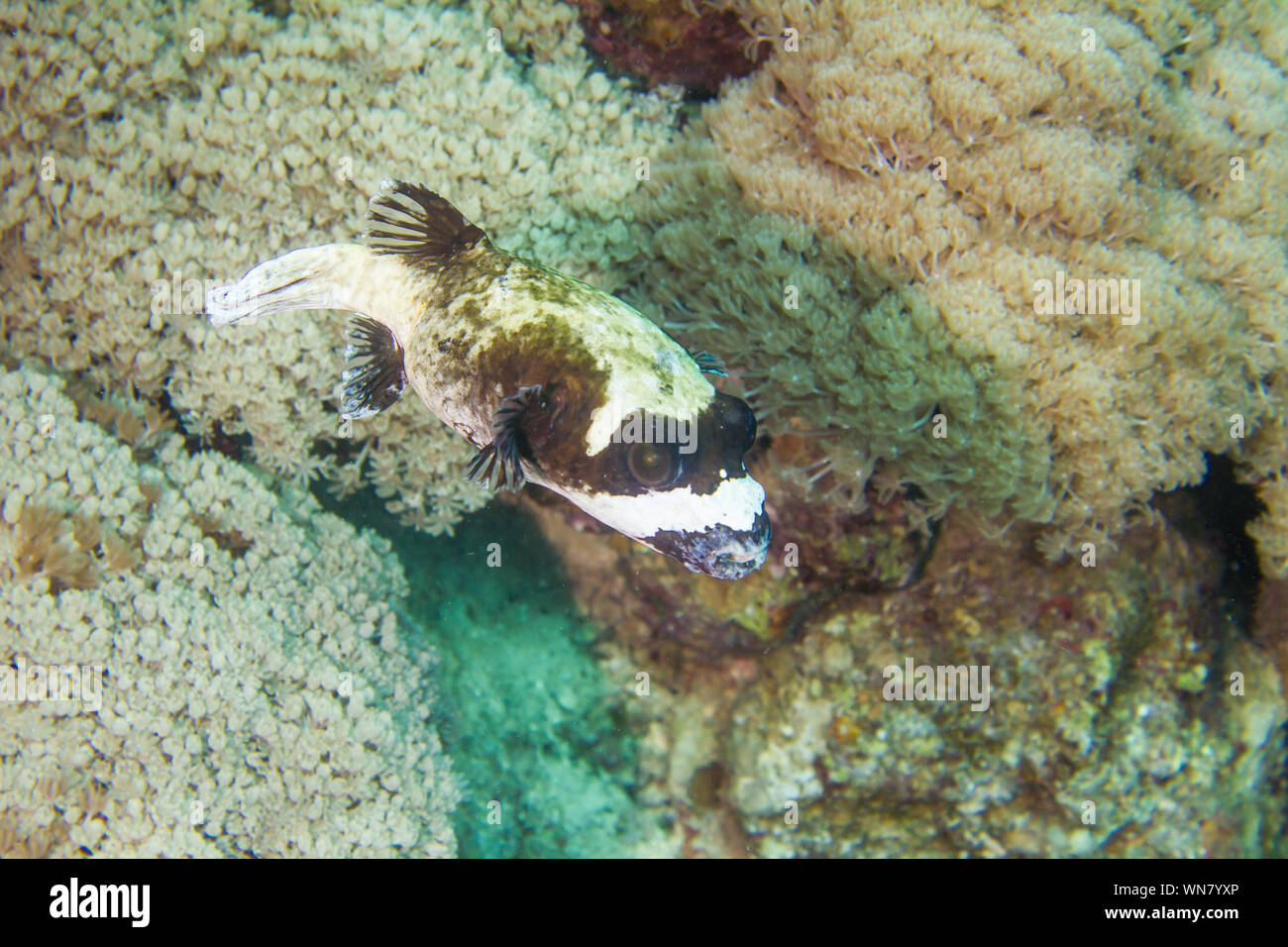 Masked puffer fish hi-res stock photography and images - Alamy