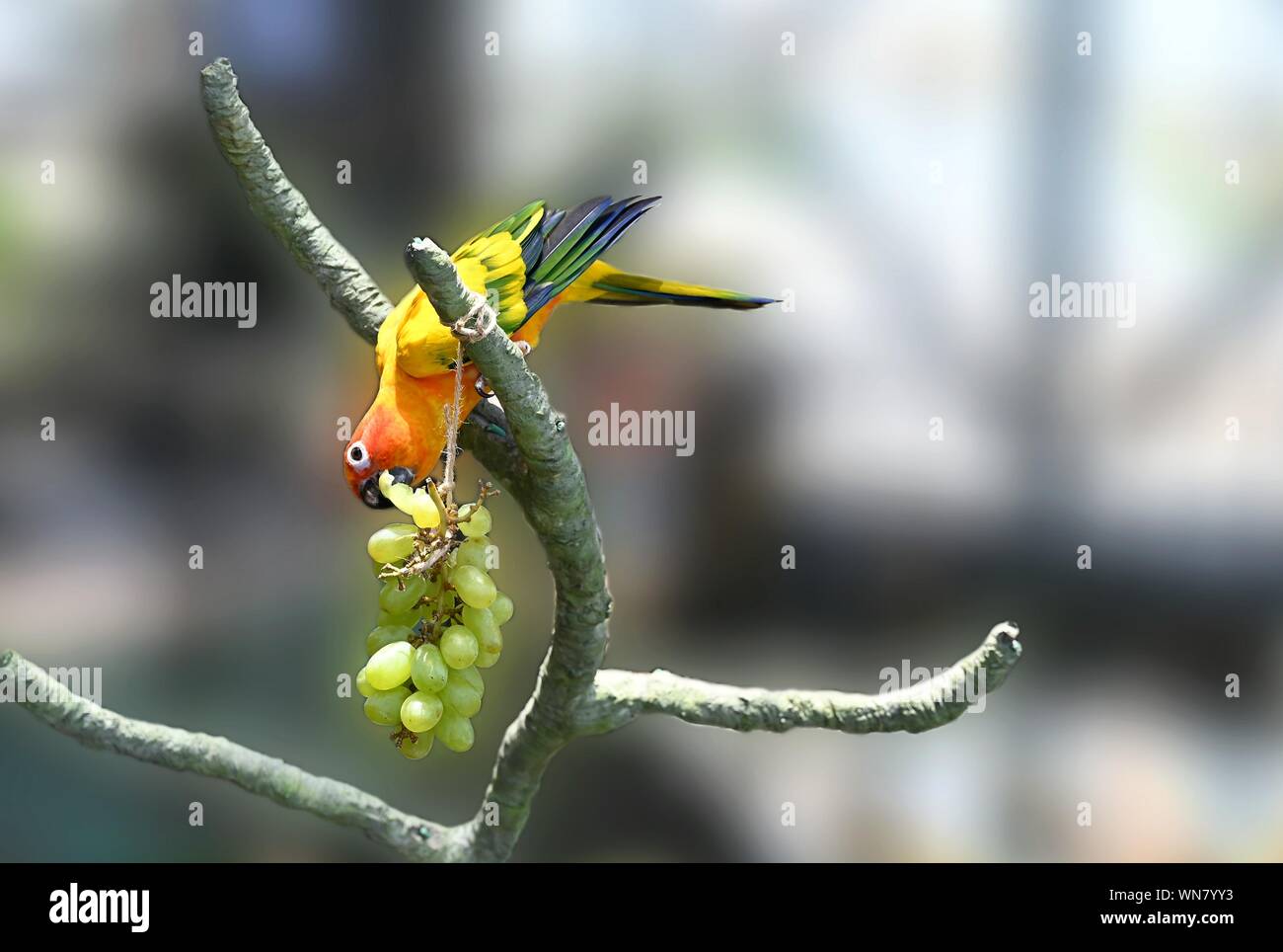 Colorful Parrot Sun Conure Eating Grapes Stock Photo - Alamy