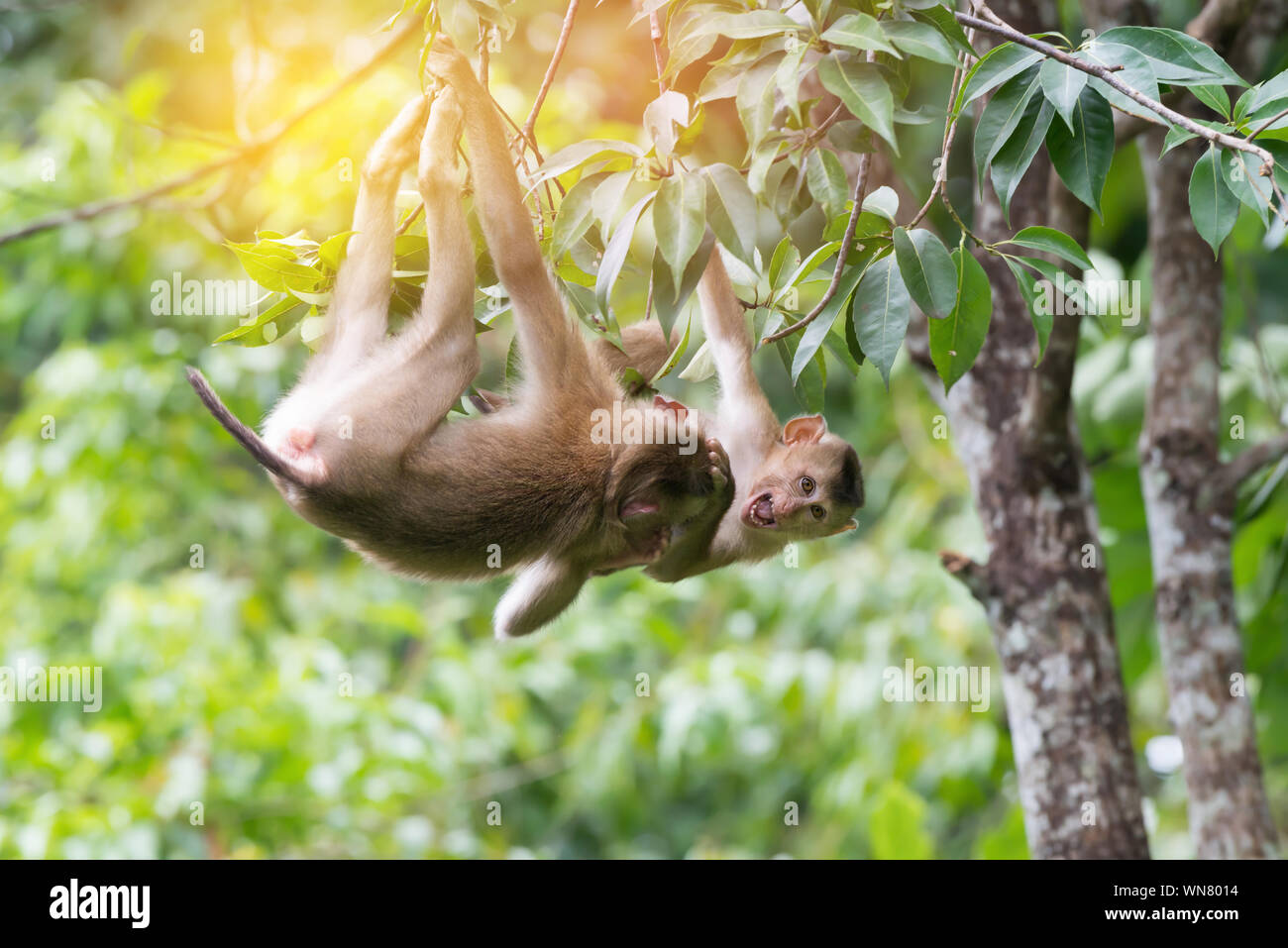 Branches zoology hi-res stock photography and images - Alamy