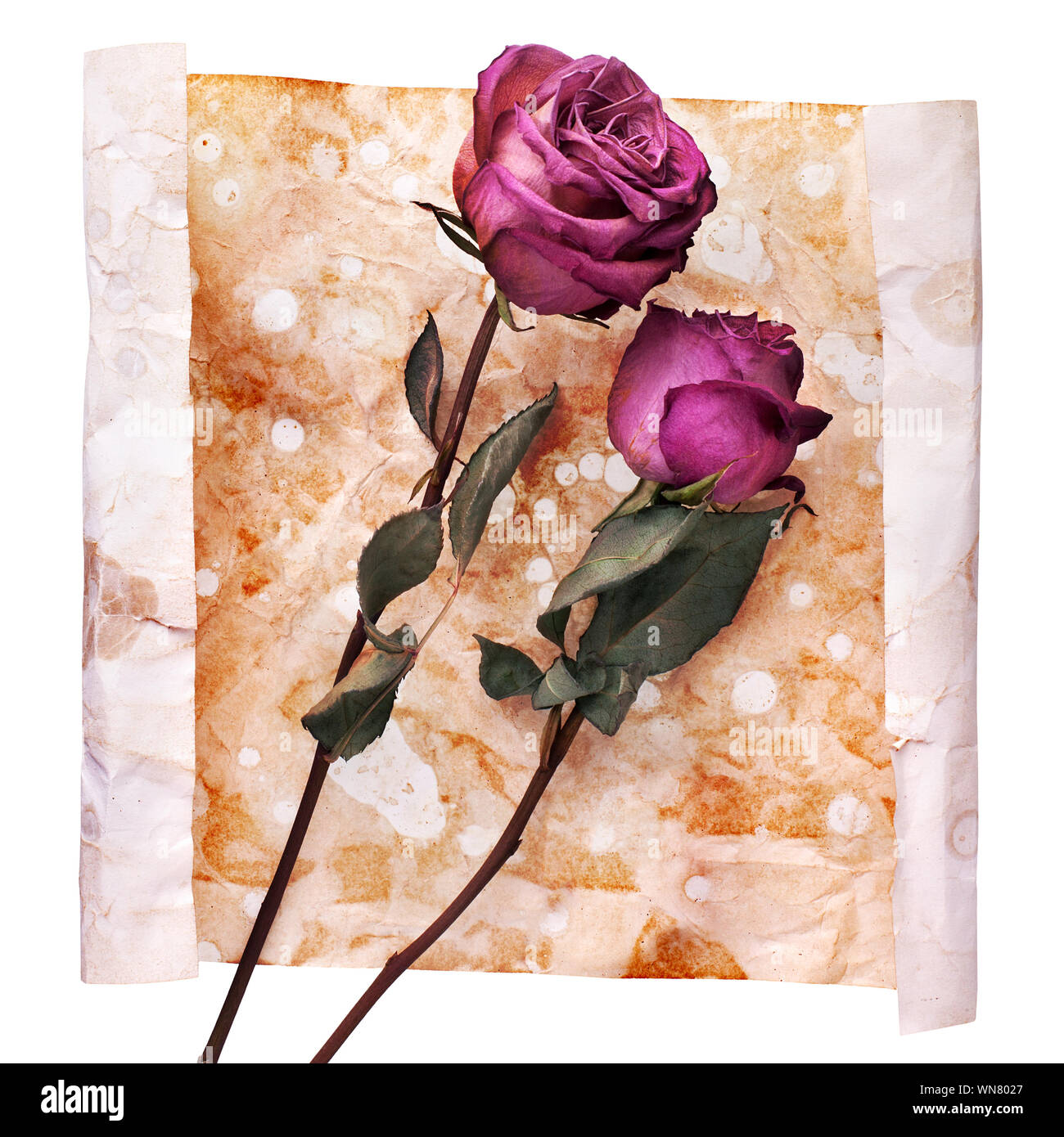 Two burgundy rose flowers on painted crumpled aged paper background ...