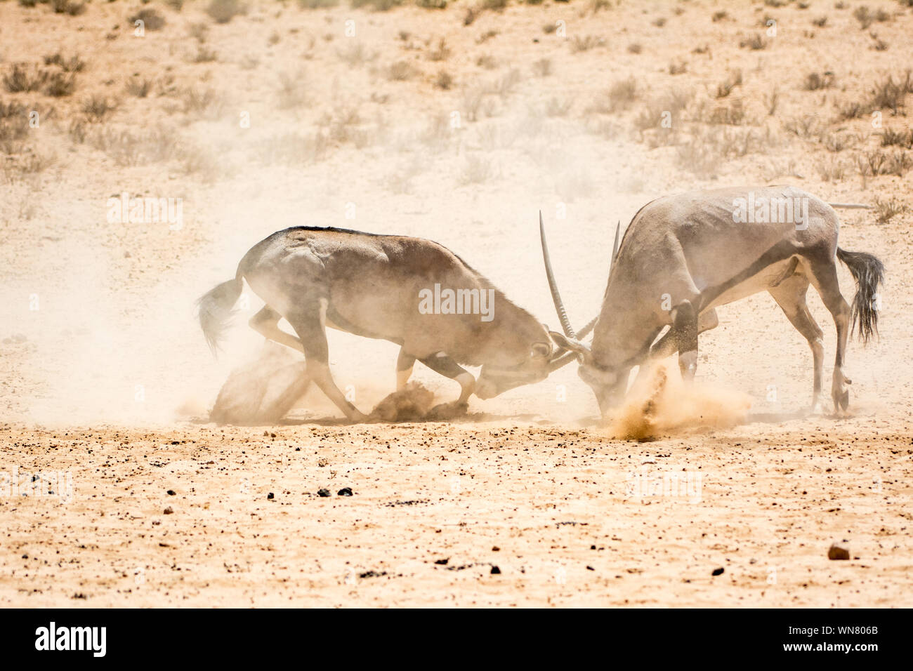 Fighting Antelopes High Resolution Stock Photography and Images - Alamy