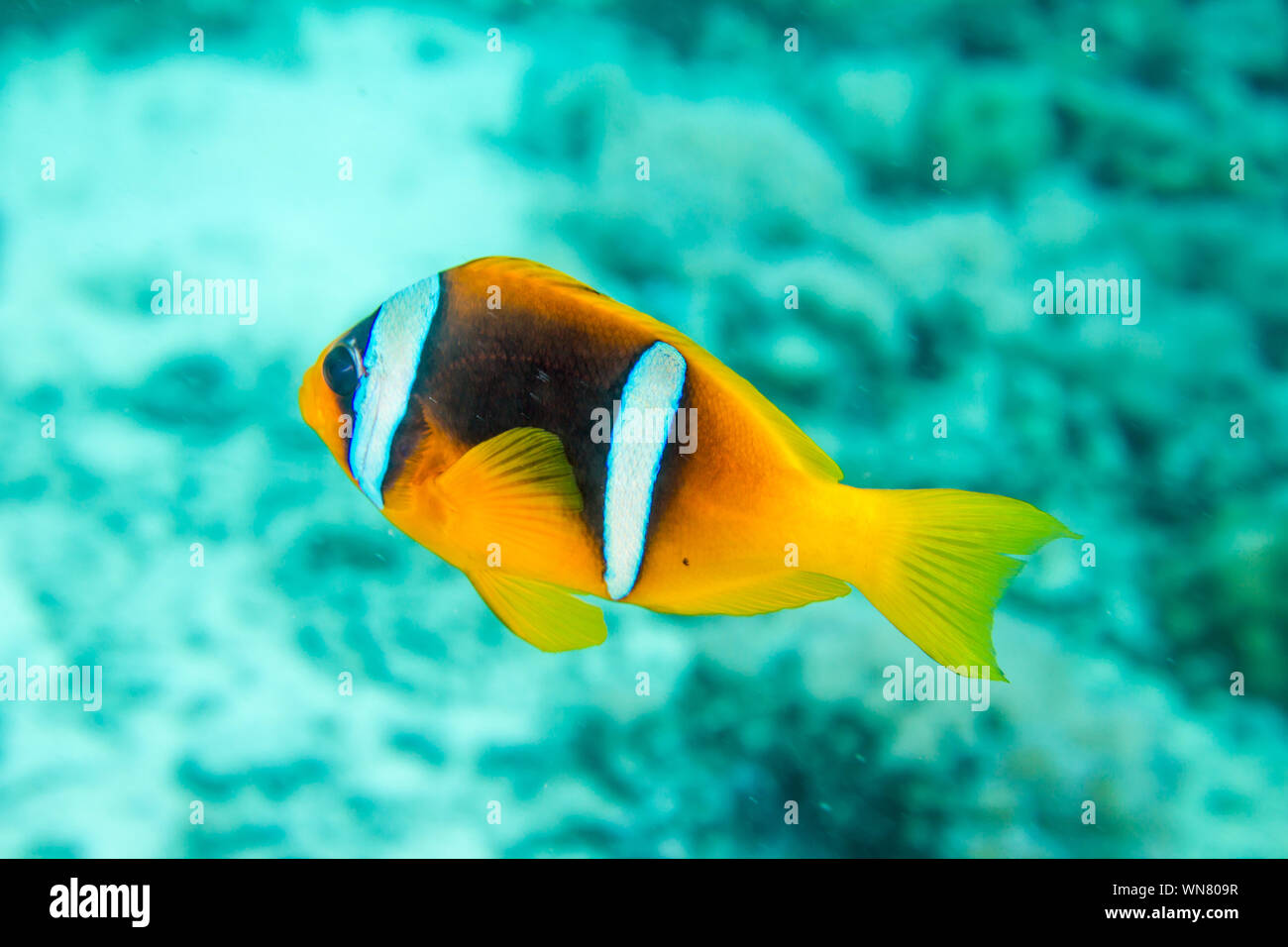 Red Sea Anemone fish Stock Photo - Alamy