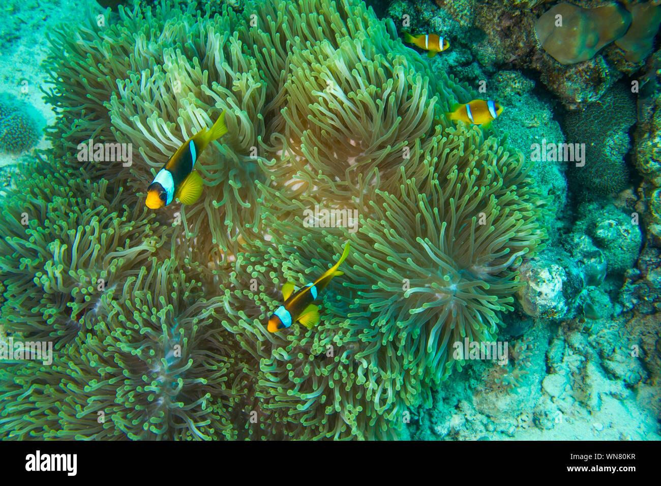 Red Sea Anemone fish Stock Photo - Alamy