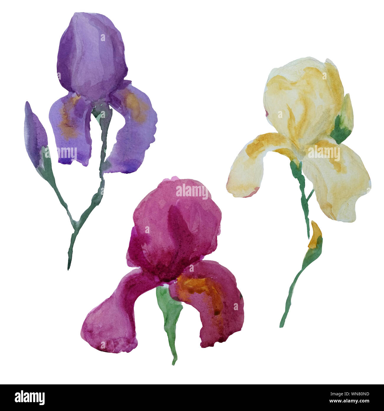 White iris botanical drawing hi-res stock photography and images - Alamy