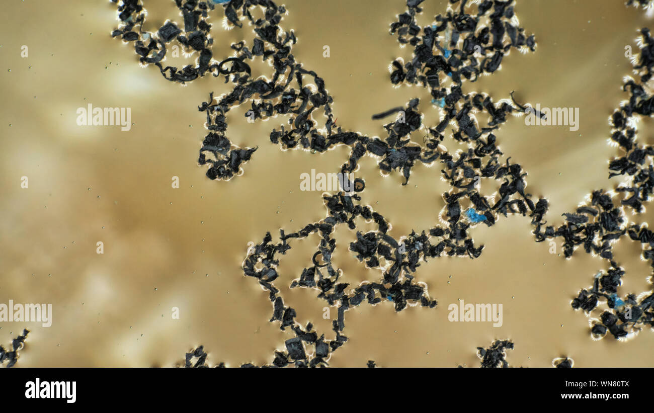 Small particles of plastic stick together in water in fragile fields ...