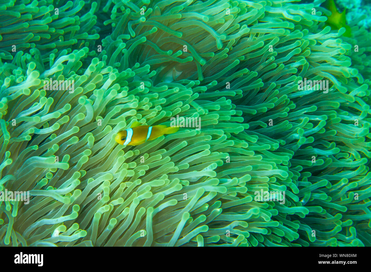 Red Sea Anemone fish Stock Photo - Alamy