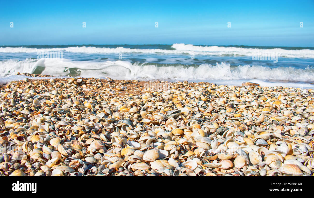 Coquina Clam High Resolution Stock Photography and Images - Alamy