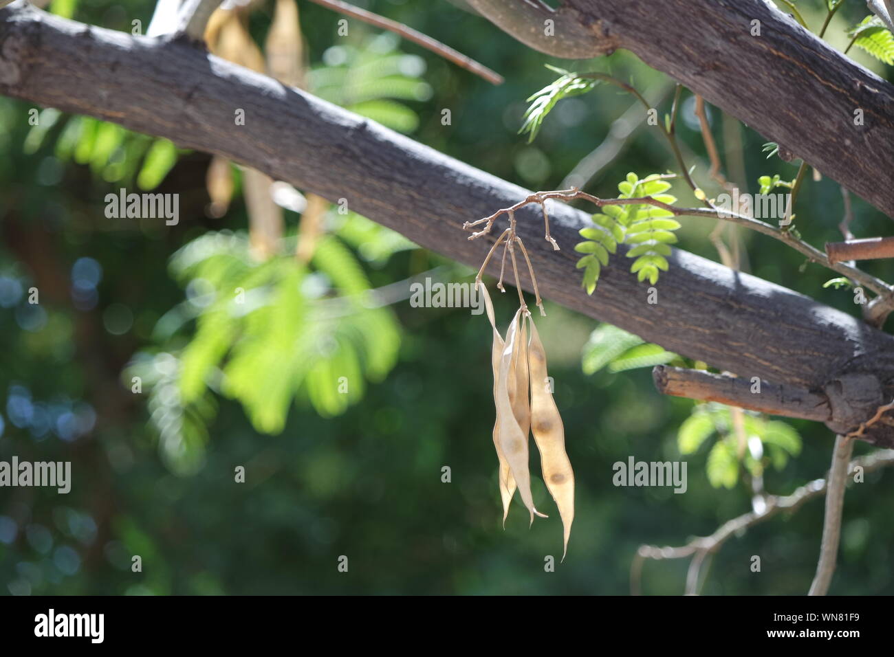 Hanging seed hi-res stock photography and images - Alamy