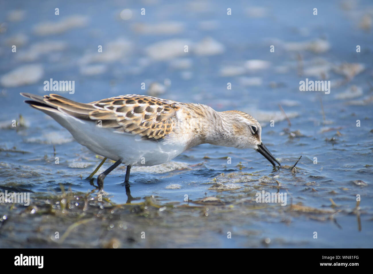 The Little Stint Stock Photo - Alamy
