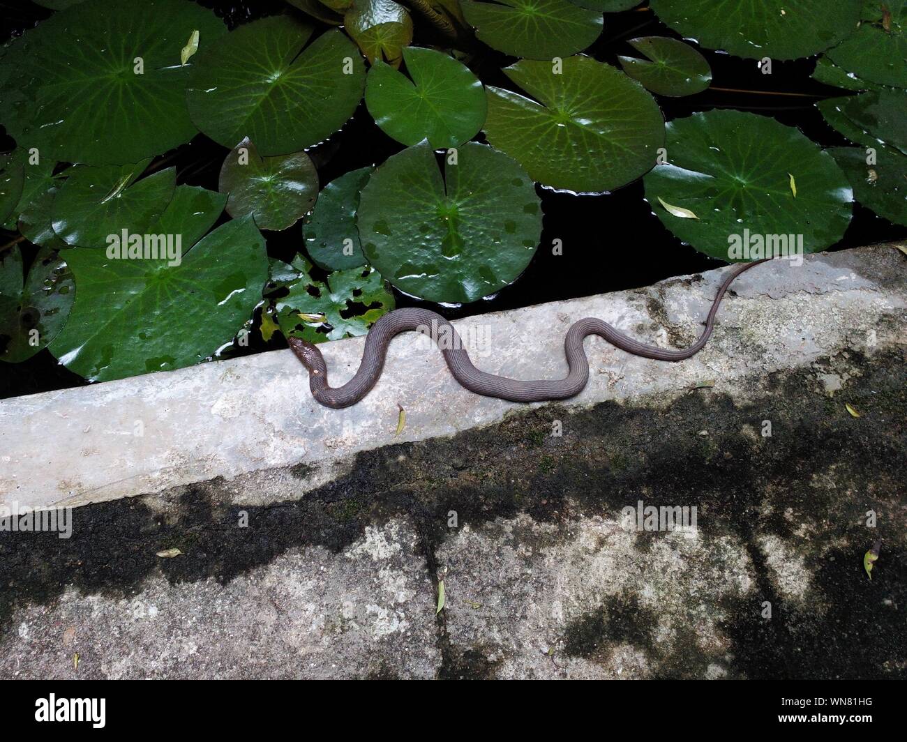 Snake pond hi-res stock photography and images - Alamy