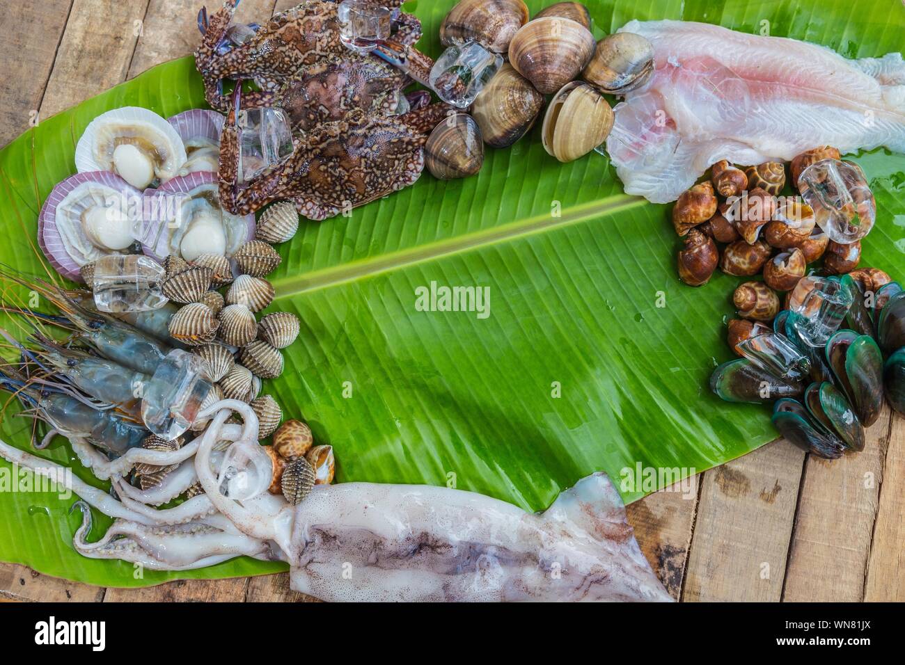 Clam Leaf High Resolution Stock Photography and Images - Alamy