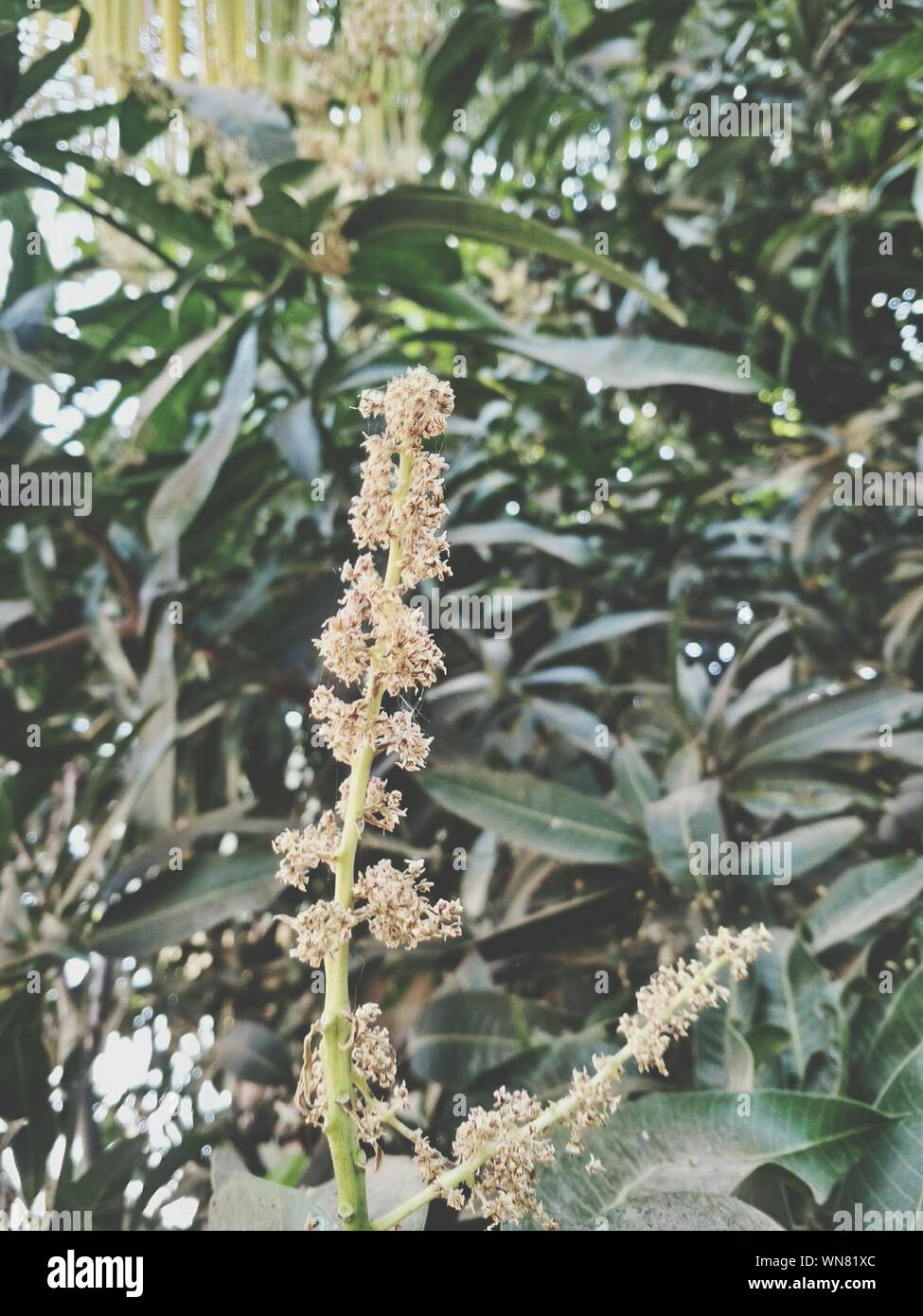 Mango Blossoms High Resolution Stock Photography and Images - Alamy