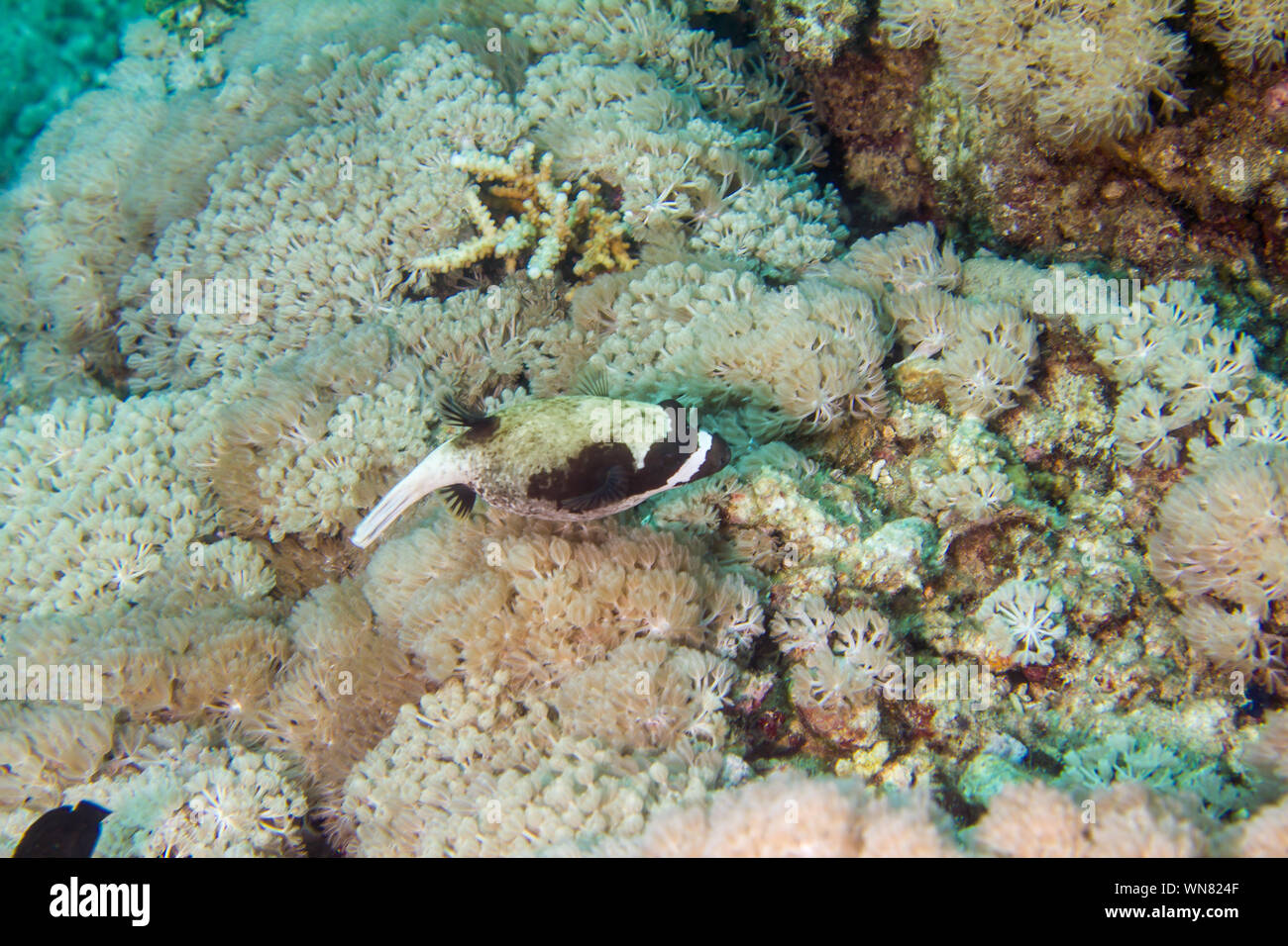 Masked Puffer Fish Stock Photo - Alamy