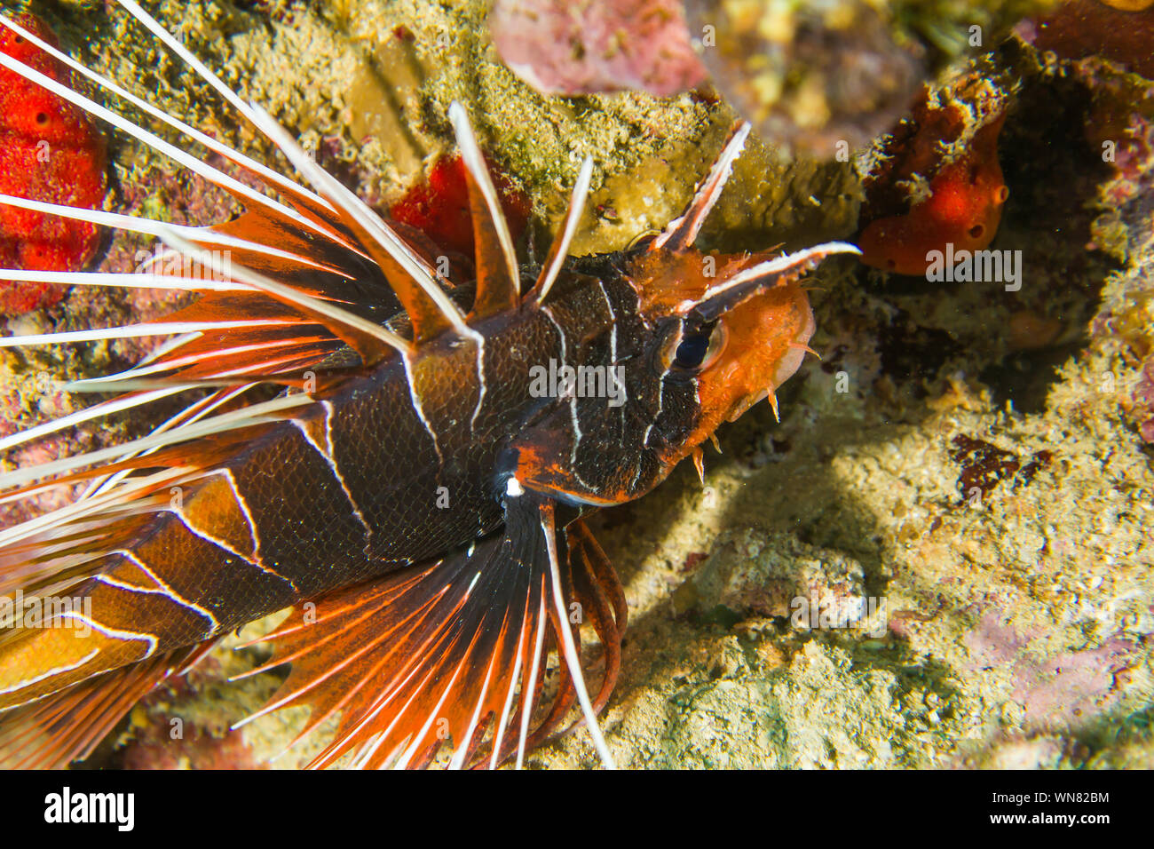 Clear Fin Lion Fish in the Red Sea Stock Photo - Alamy