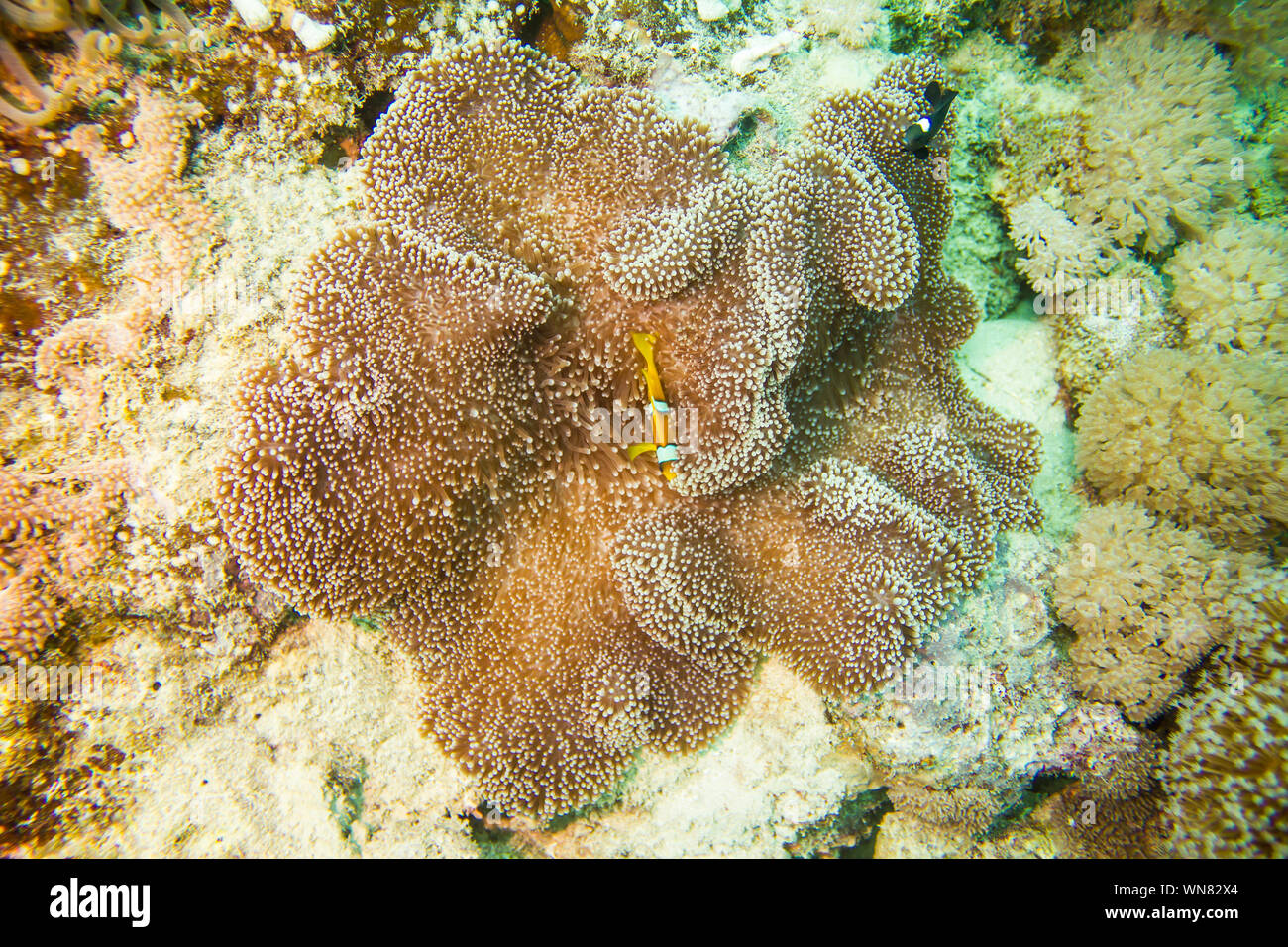 Red Sea Anemone fish Stock Photo - Alamy