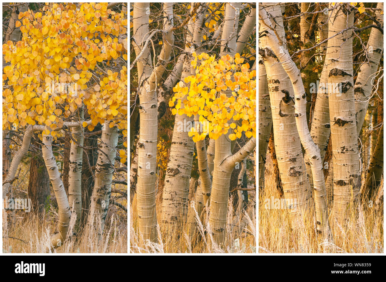 Triptych presentation of mountain aspens (Populus tremuloides) at their ...