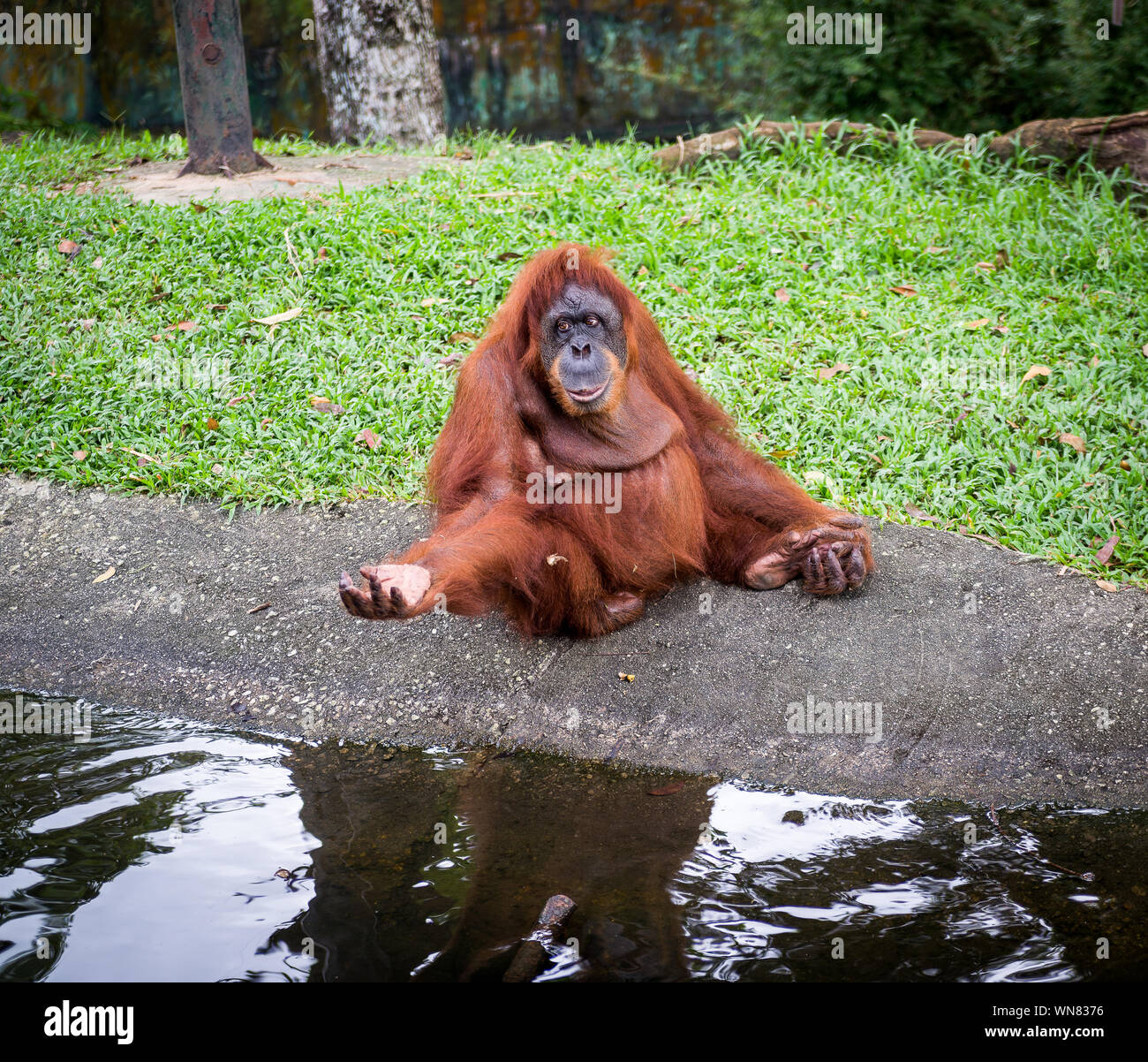 Orangutan kiss hi-res stock photography and images - Alamy