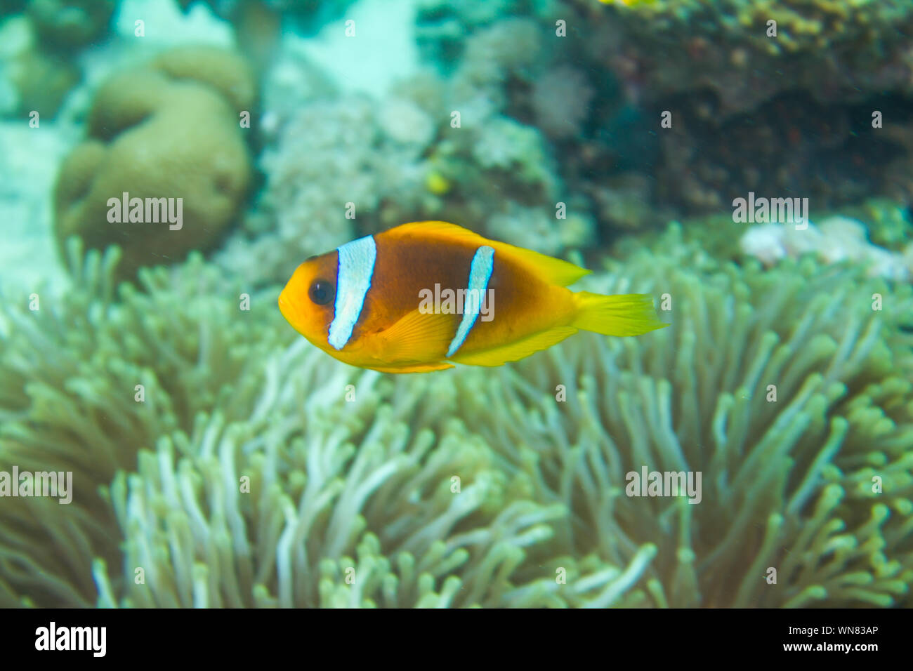 Red Sea Anemone fish Stock Photo - Alamy