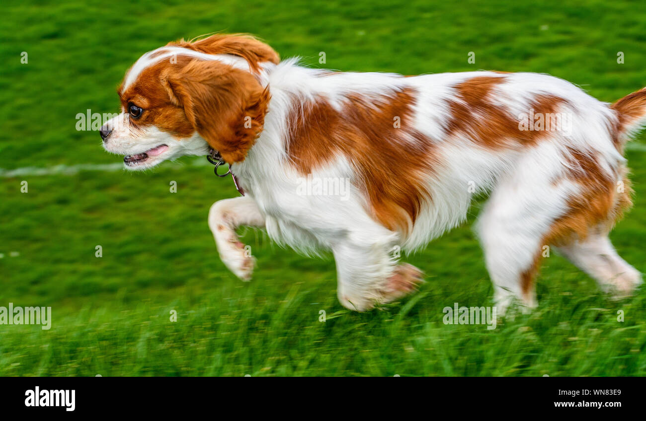 Running king hi-res stock photography and images - Alamy