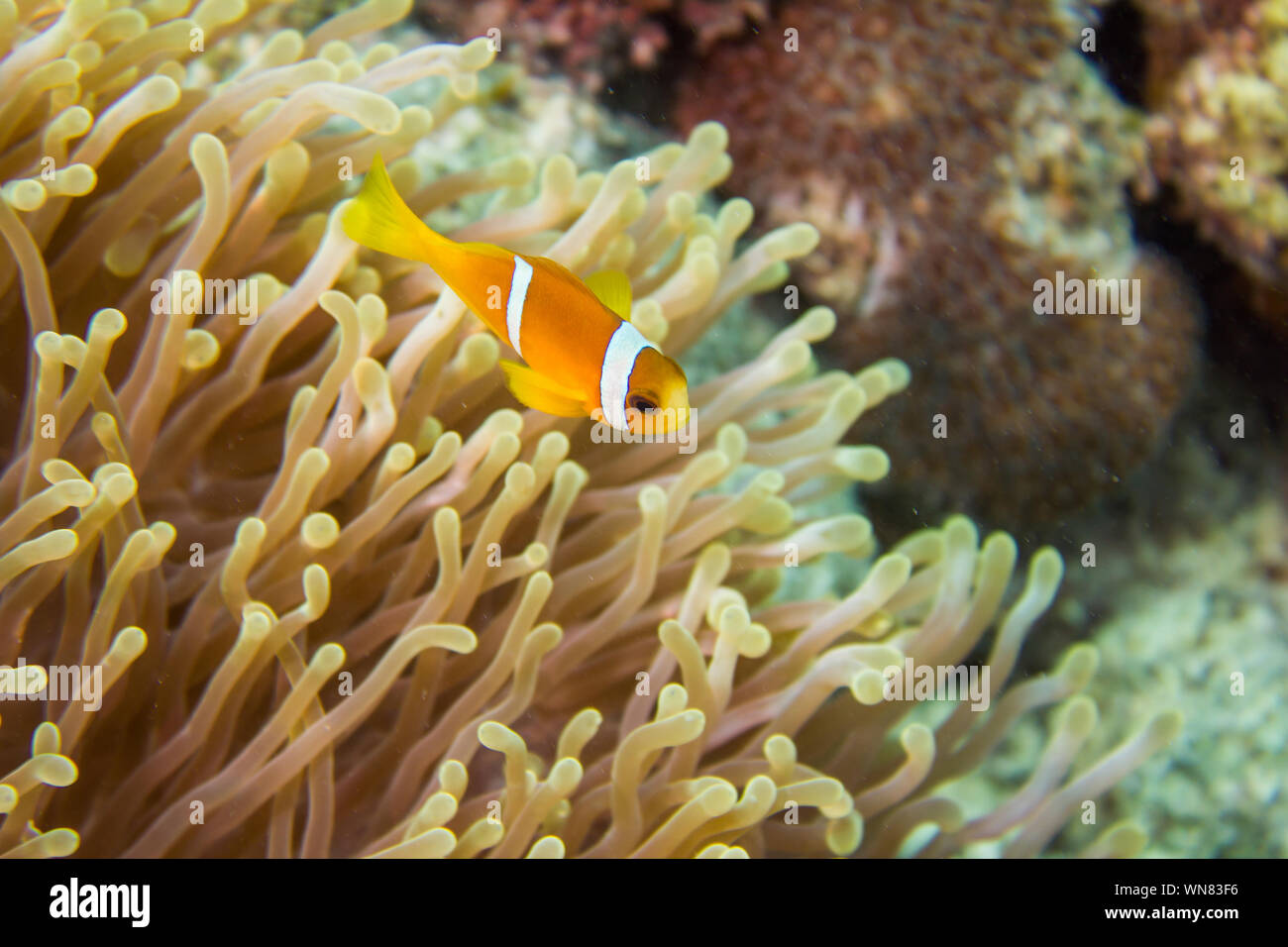 Red Sea Anemone fish Stock Photo - Alamy