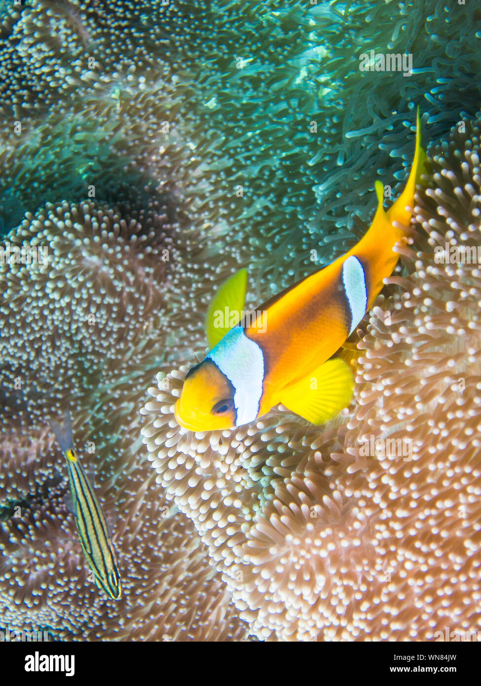 Red Sea Anemone fish Stock Photo - Alamy