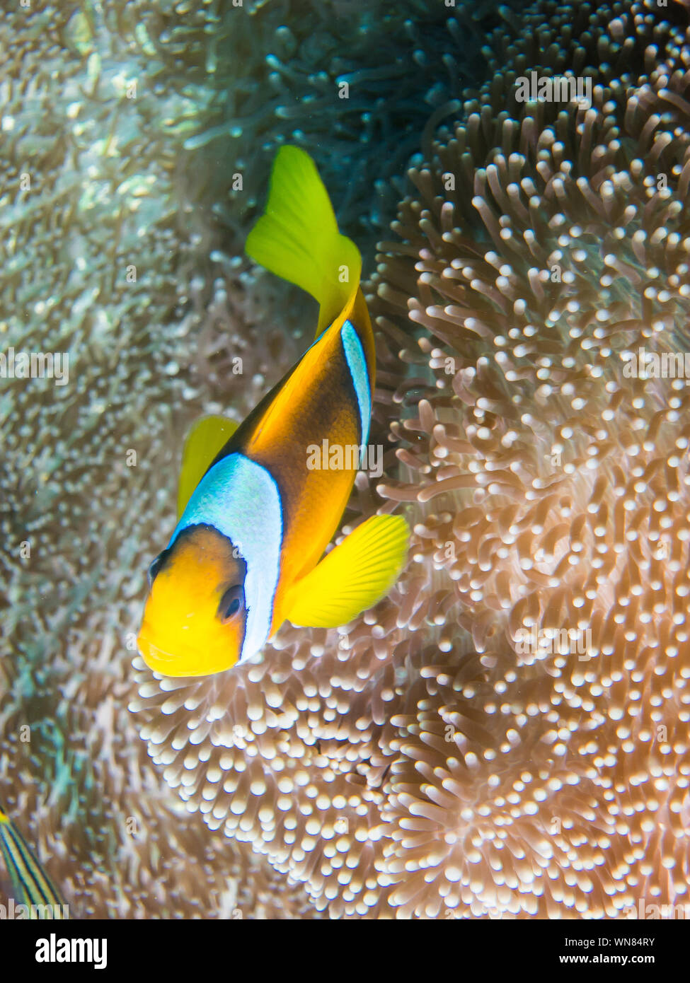 Red Sea Anemone fish Stock Photo - Alamy