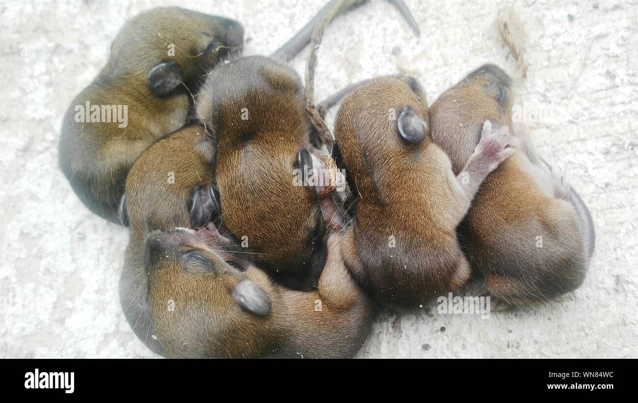 Group of rodents hi-res stock photography and images - Alamy