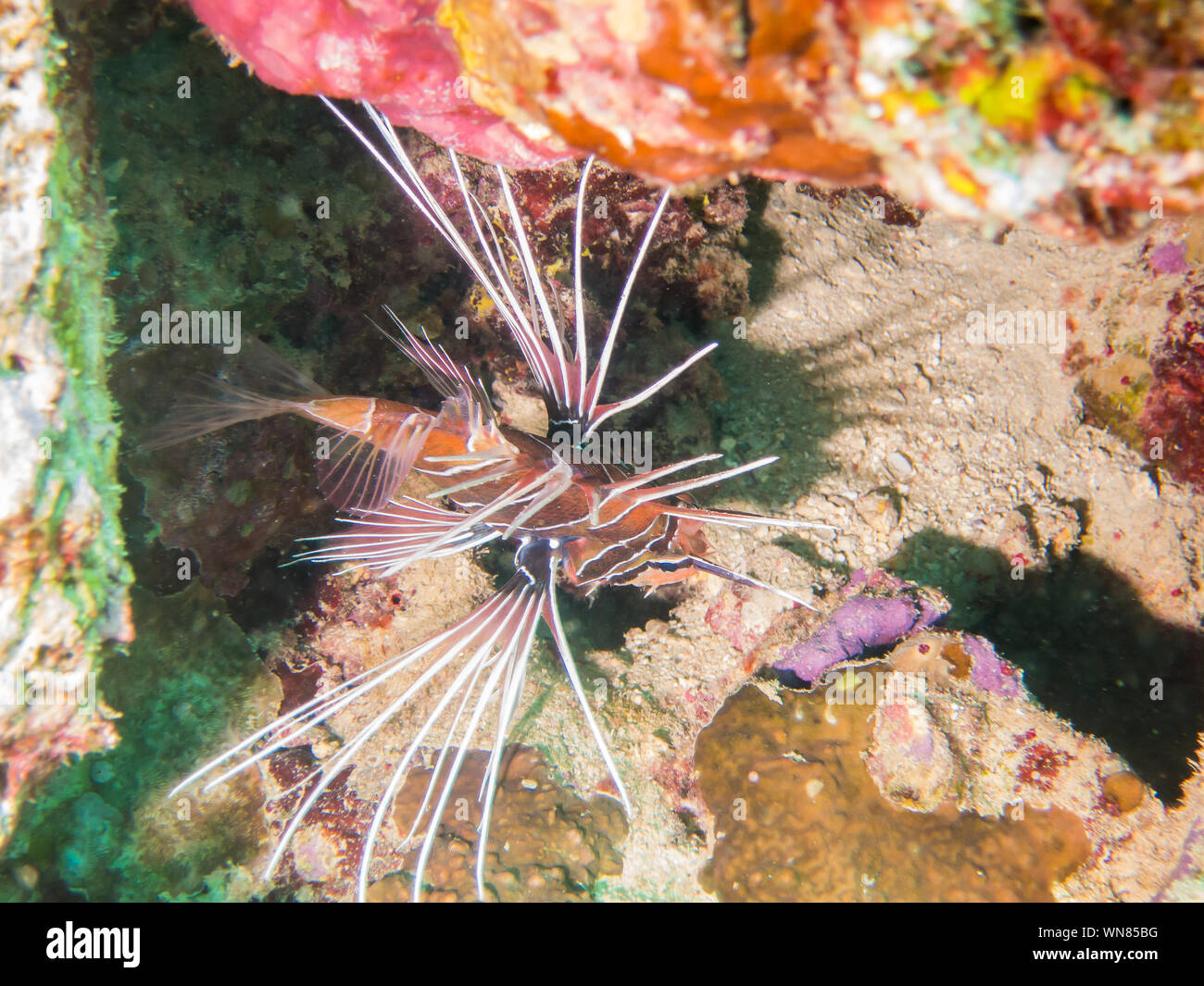 Clear Fin Lion Fish in the Red Sea Stock Photo - Alamy
